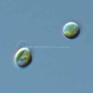 CCMP1323_Isochrysis_galbana_ccmp1323_2-e1355831236794 | LEADINGTEC